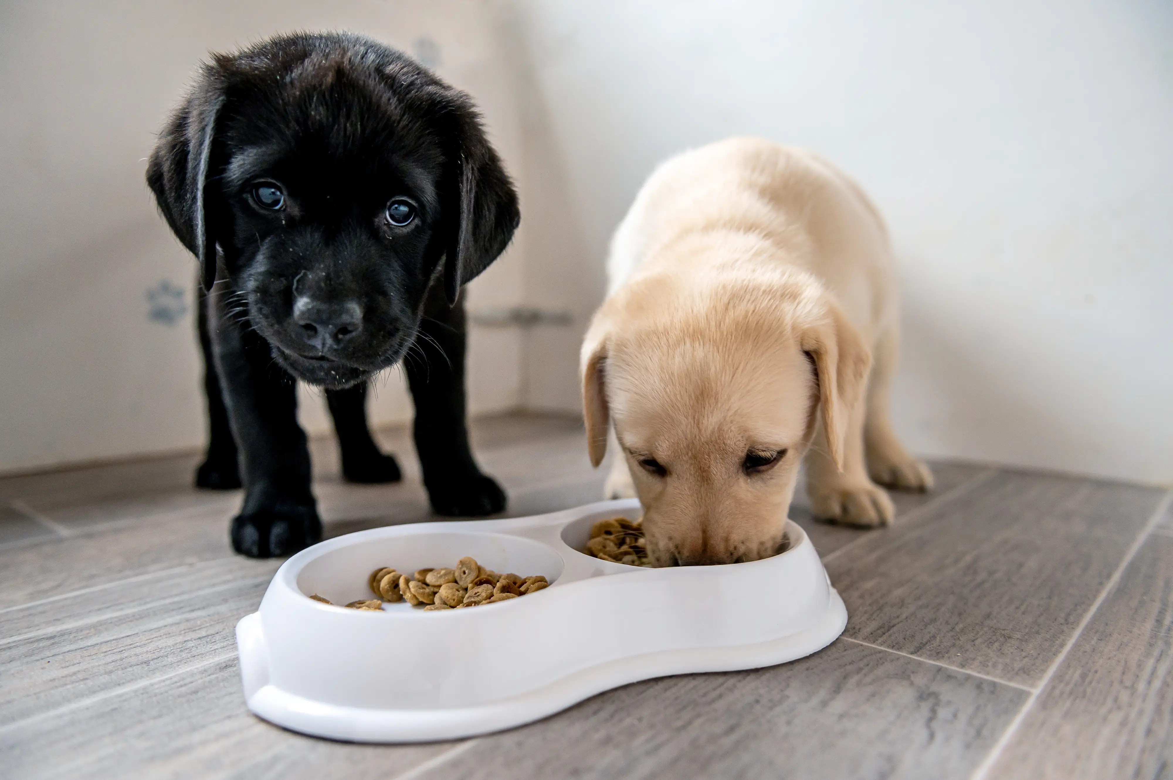 BASES Pet Supplies - NIQ